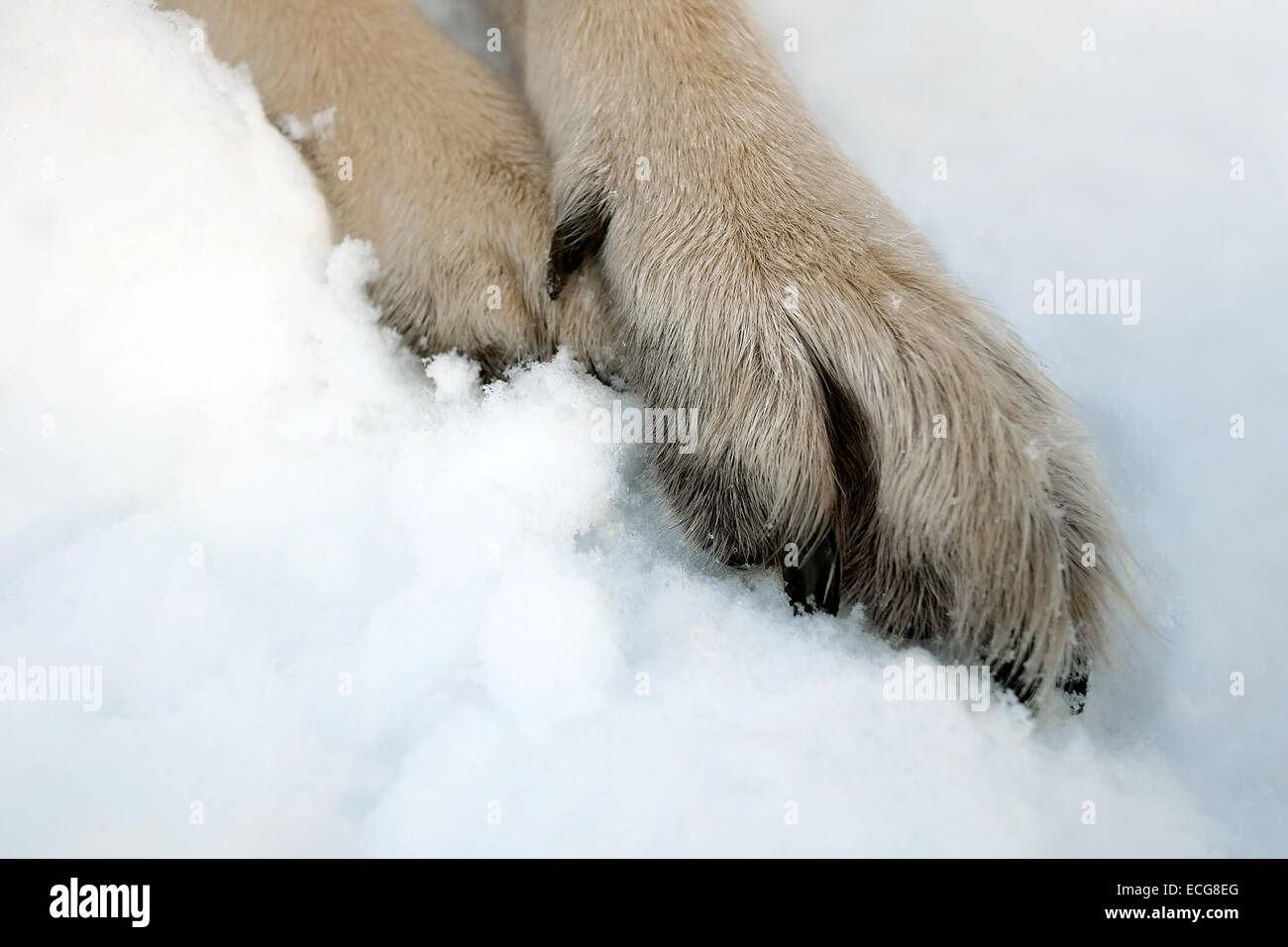 Frozen paws hi-res stock photography and images - Alamy