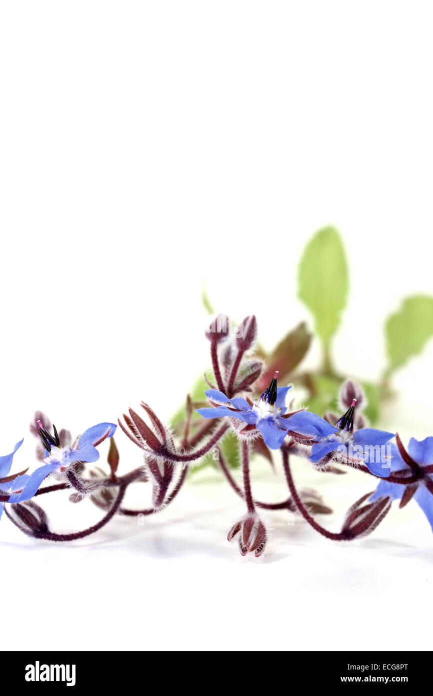 fresh natural blue Borage on a light background Stock Photo - Alamy