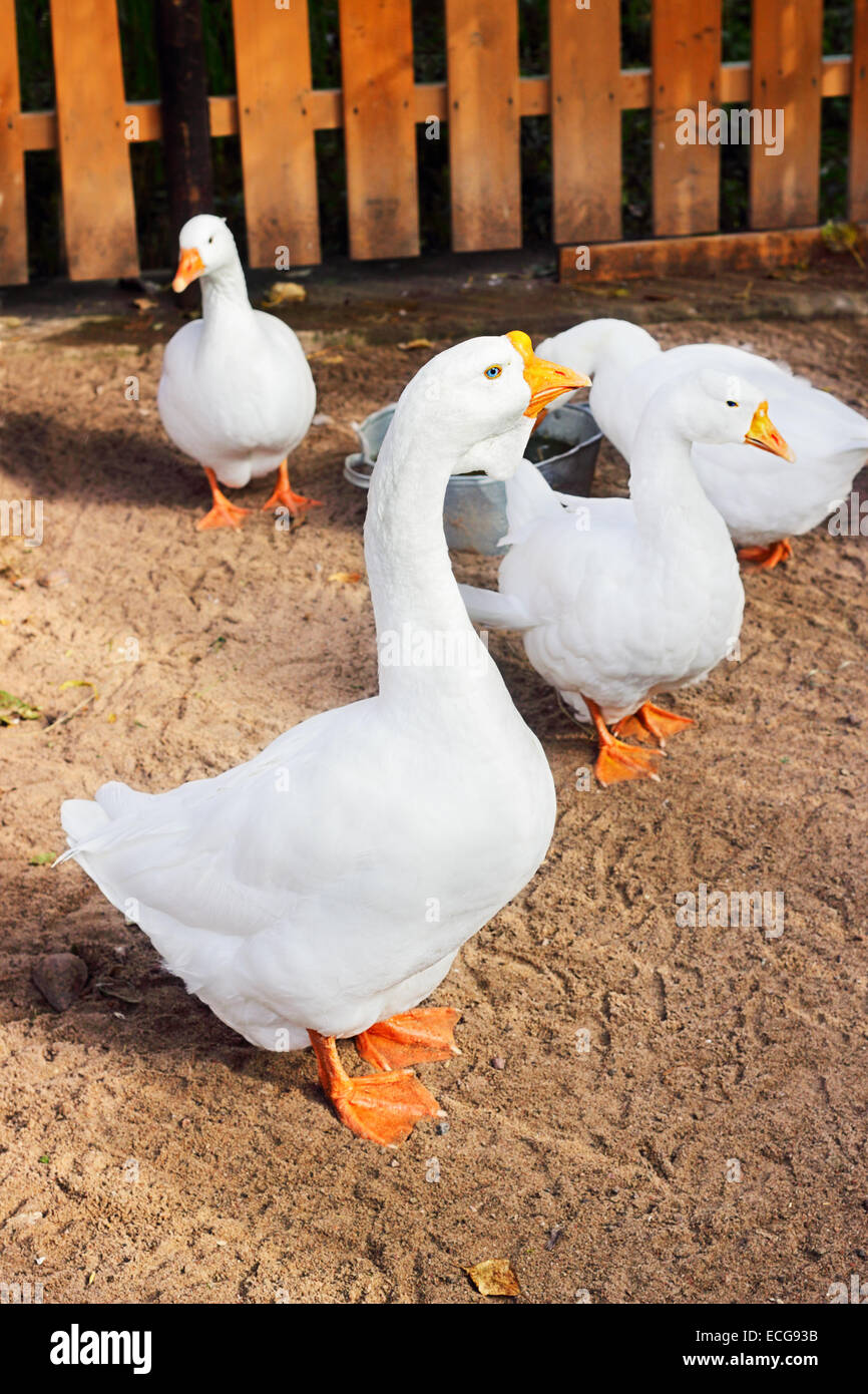 Geese breed hi-res stock photography and images - Alamy