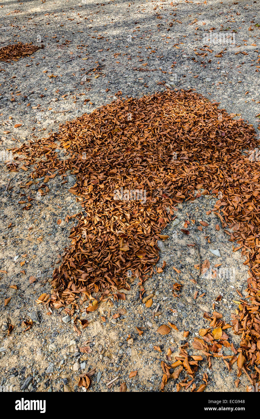 colors of leaves and trees in autumn Stock Photo - Alamy