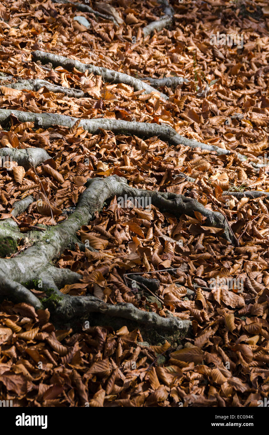 colors of leaves and trees in autumn Stock Photo - Alamy