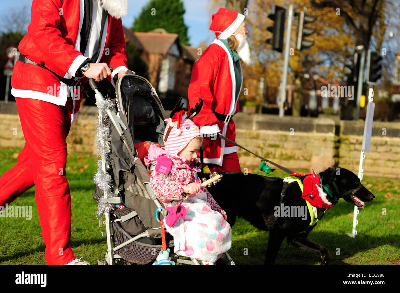 Go to ground dog hi-res stock photography and images - Alamy