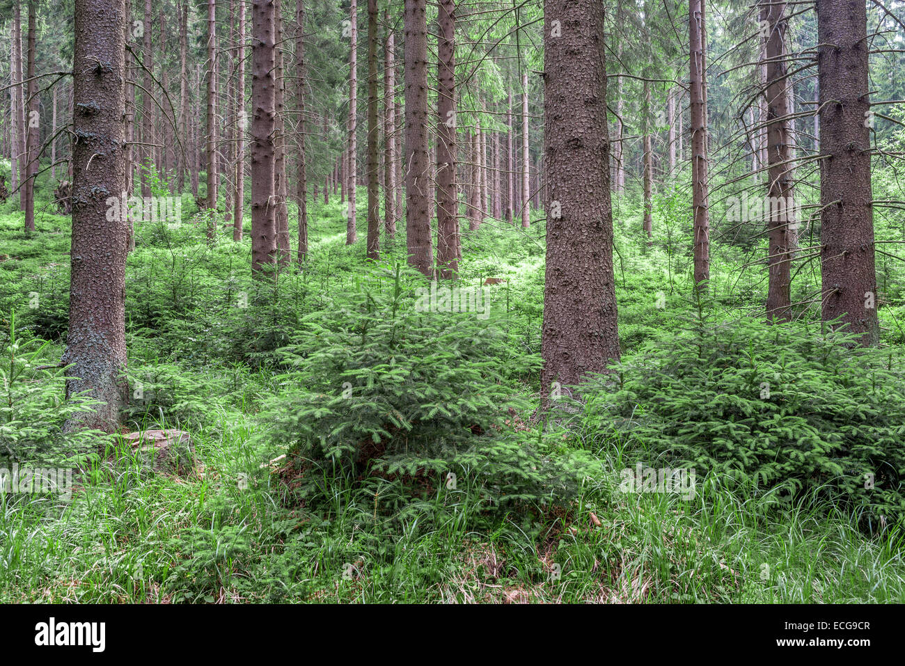 Lush green northern european spruce forest in the late spring Stock ...