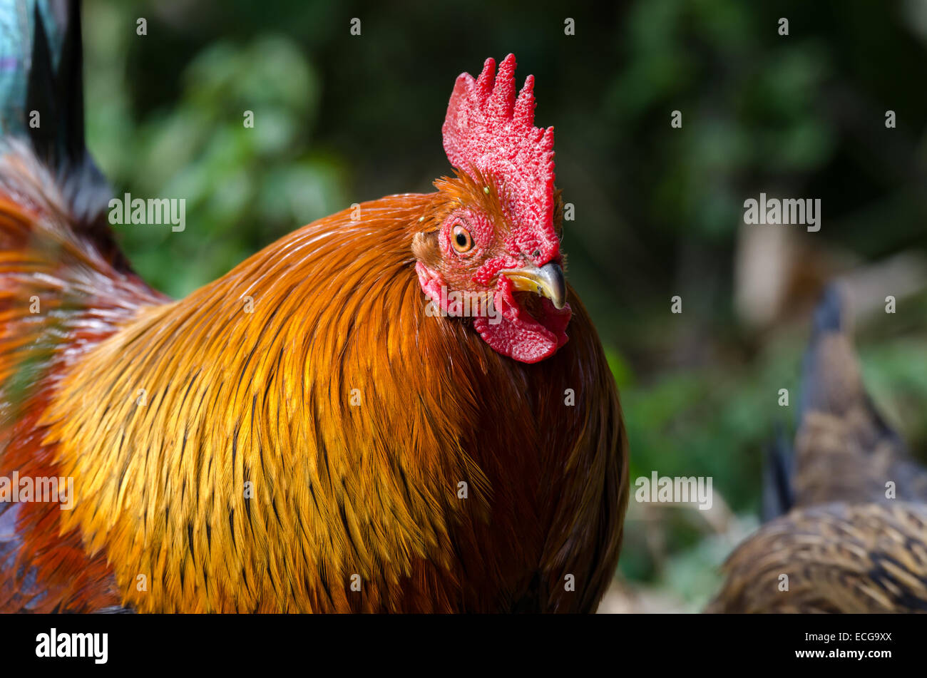 Colorful rooster hi-res stock photography and images - Alamy