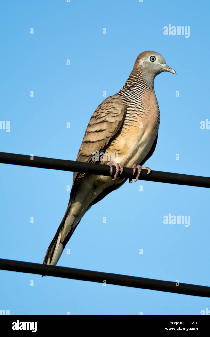 Zebra dove hi-res stock photography and images - Alamy