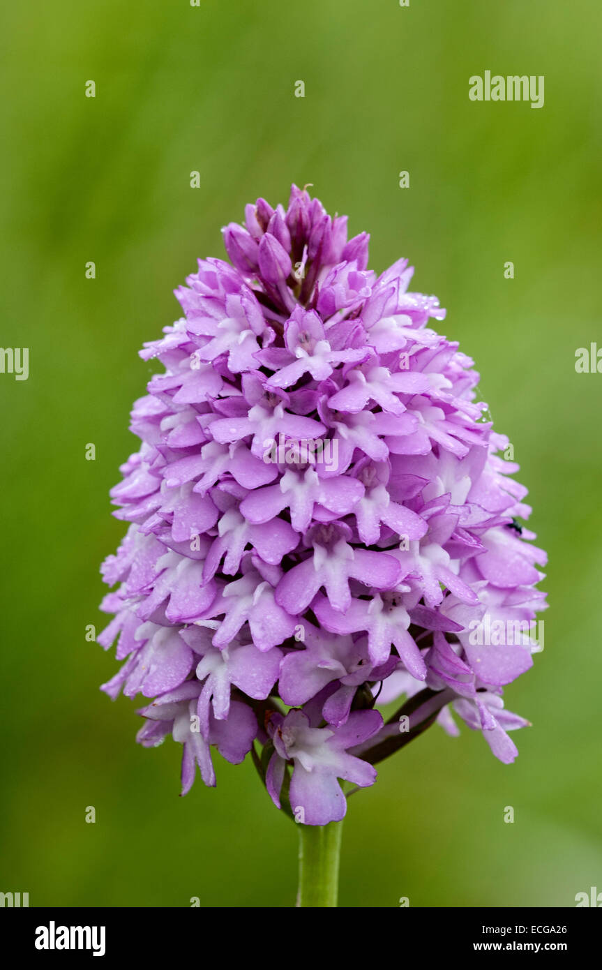Flower of Pyramidal orchid Stock Photo - Alamy