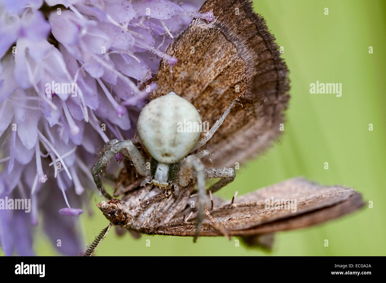 Spider with prey Stock Photo - Alamy