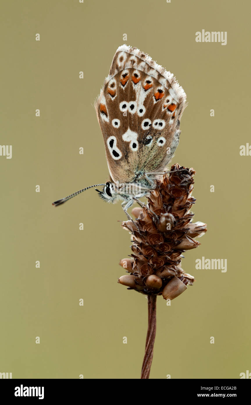 Female chalkhill blue butterfly hi-res stock photography and images - Alamy