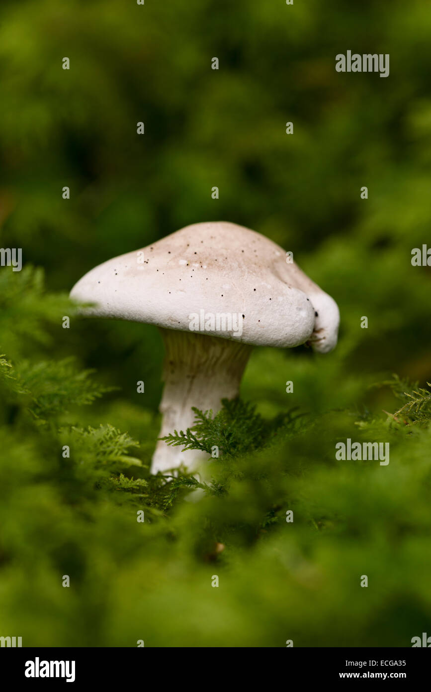 Toadstool species hi-res stock photography and images - Alamy