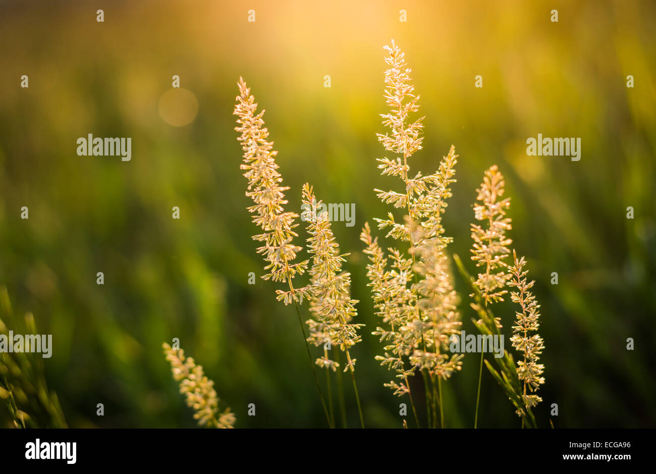 Sun Lit Tall Wild Grass Stalks Growing Stock Photo - Alamy