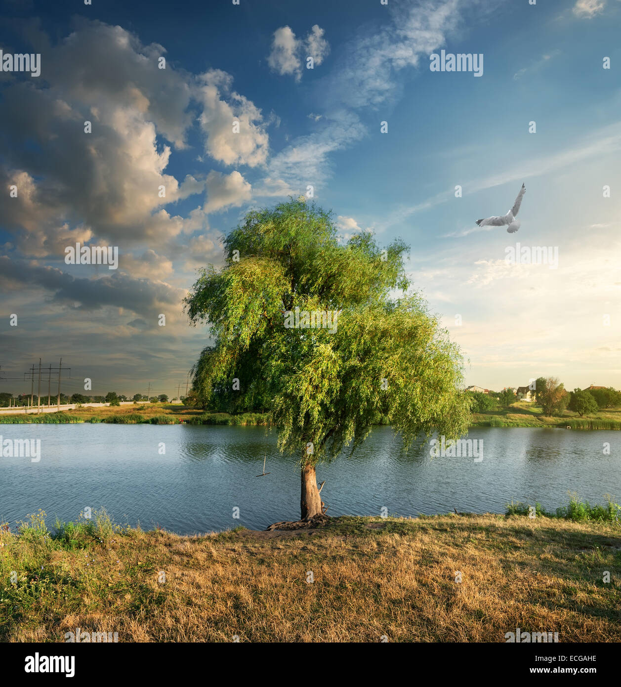 Bird over the osier near calm river Stock Photo - Alamy