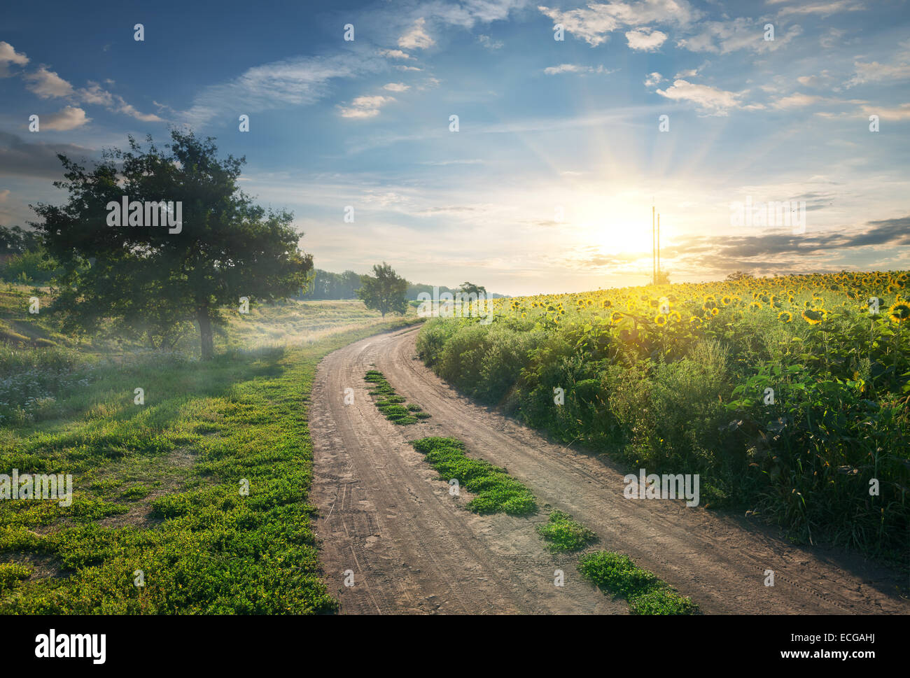 Field of young sunflowers hi-res stock photography and images - Alamy