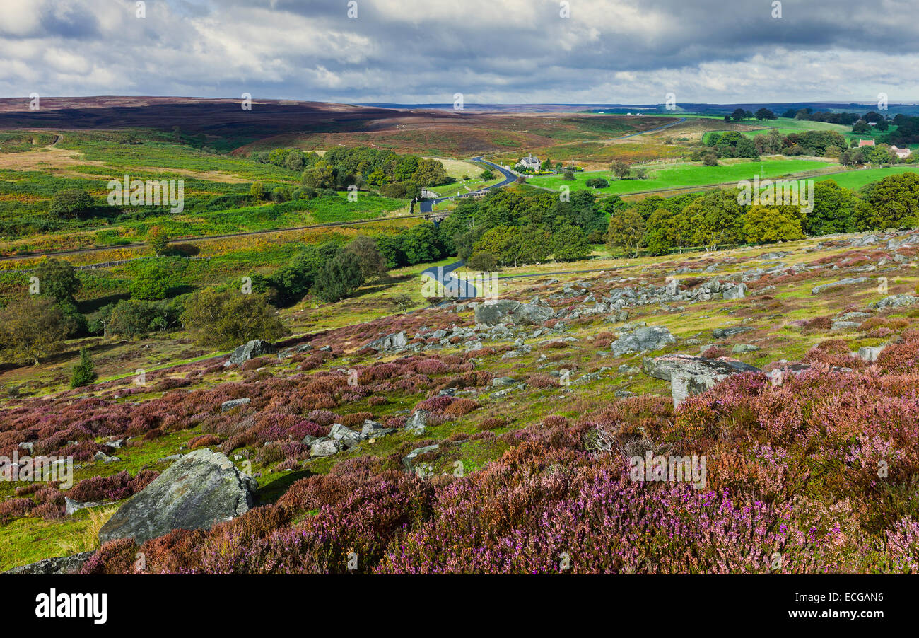 The North York Moors on a fine autumn morning with heather in bloom ...