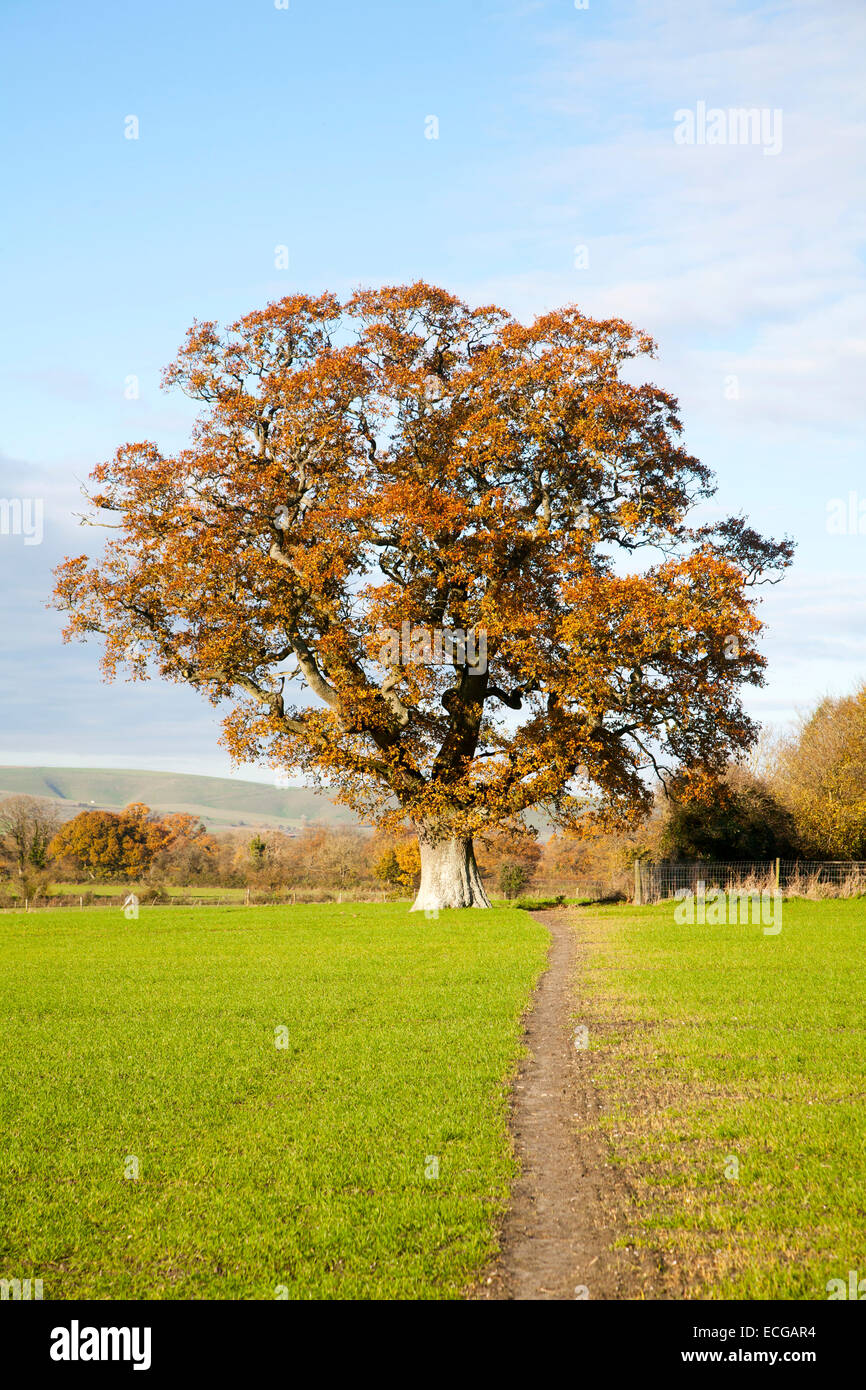 Orange brown oak tree with autumn leaves woodborough hi-res stock ...