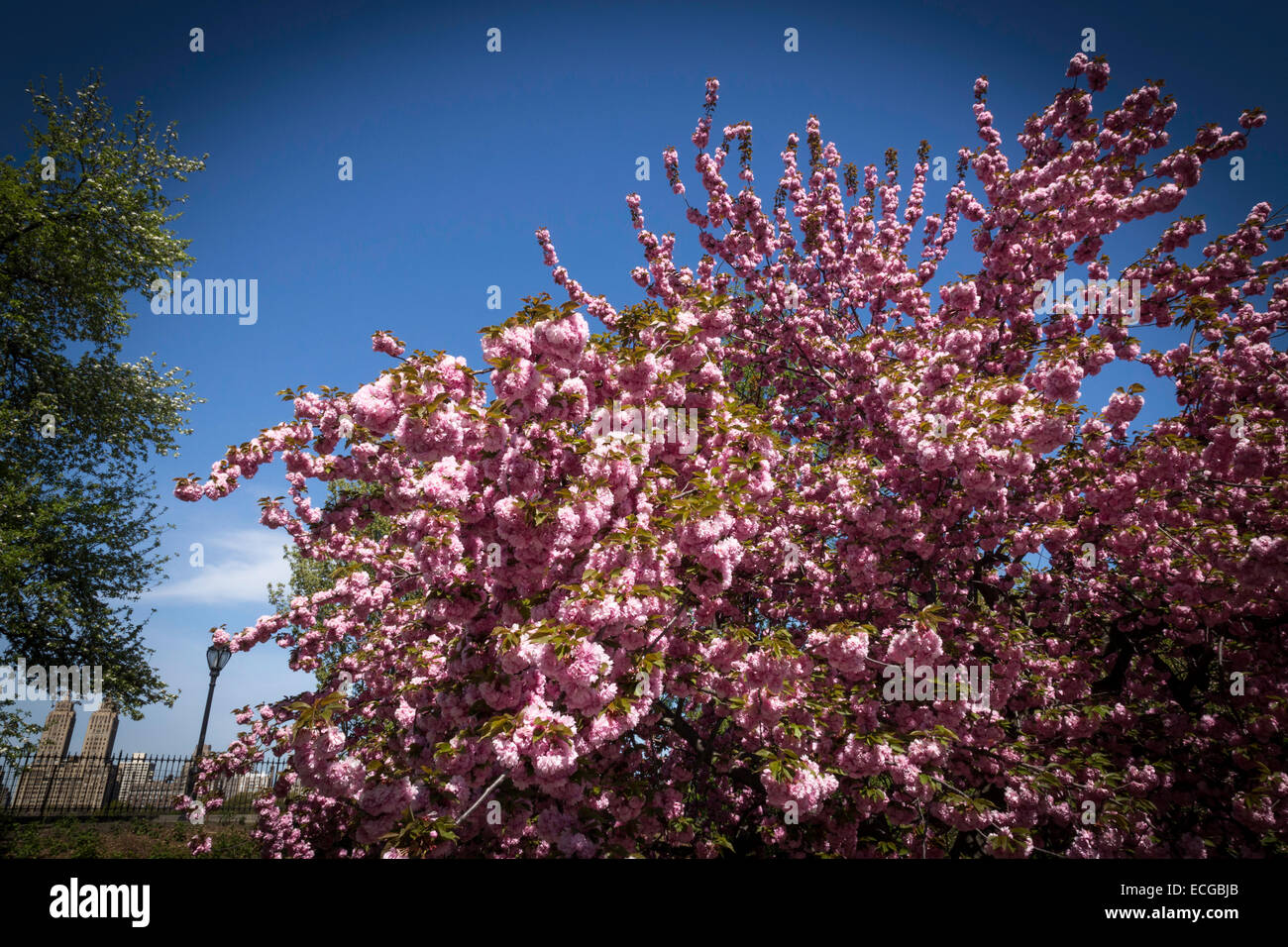 Blooming Cherry Trees in Central Park in Springtime, NYC, USA Stock ...