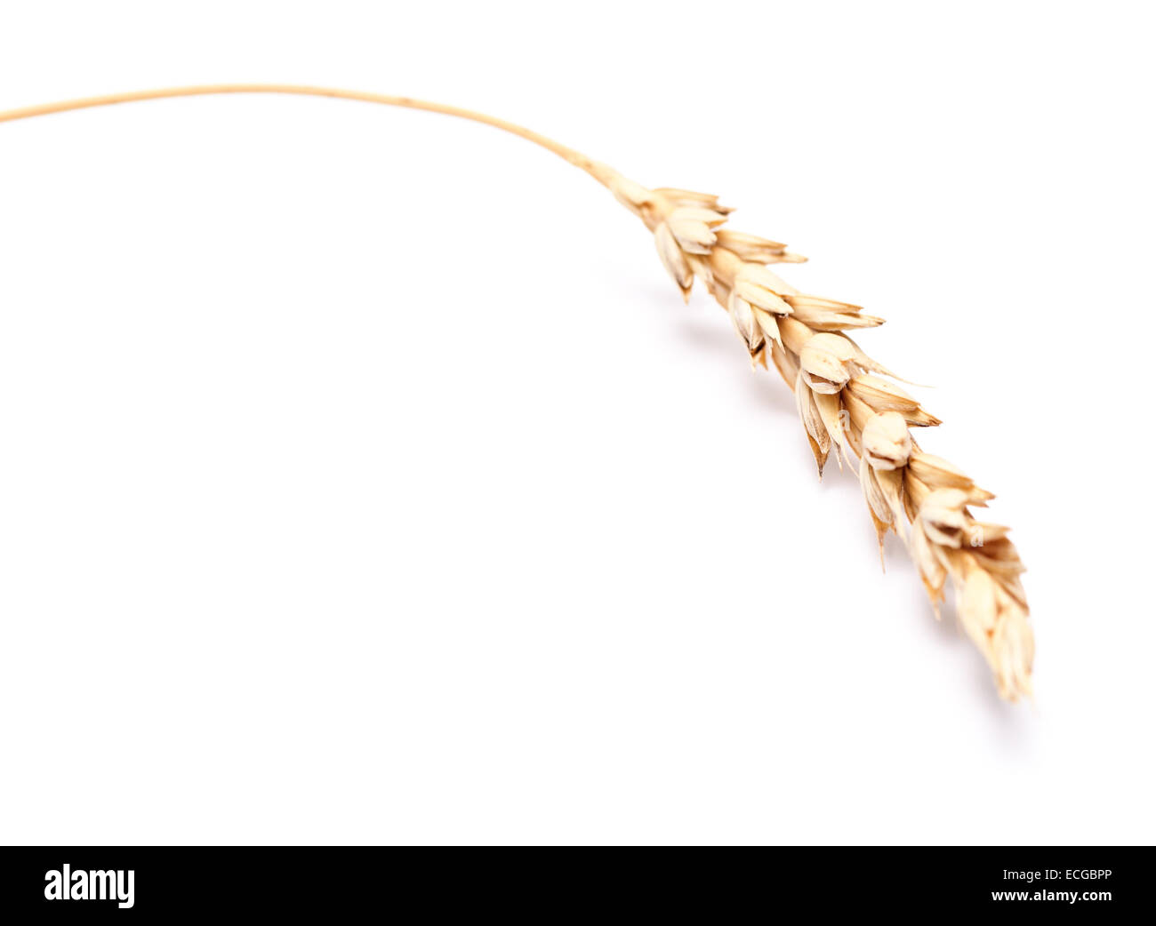 wheat ear isolated on white background Stock Photo - Alamy