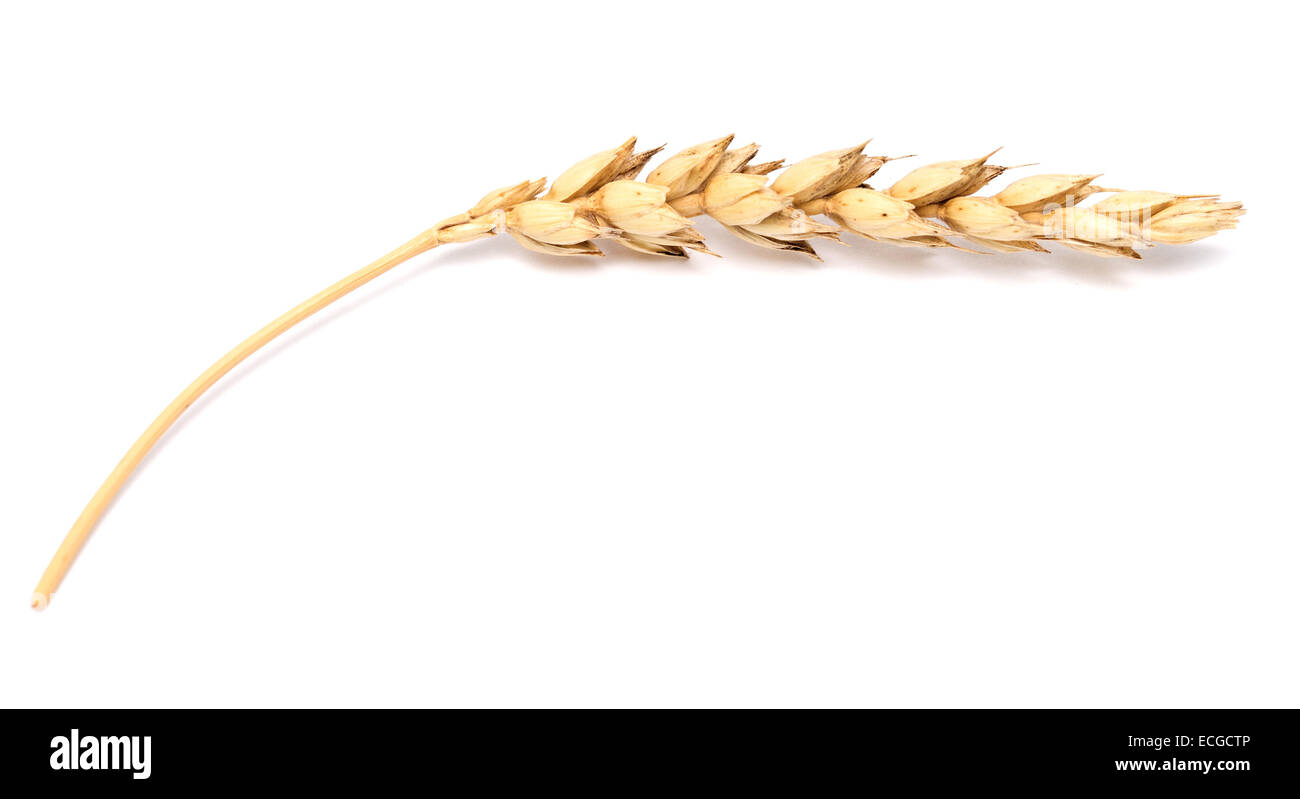 wheat ear isolated on white background Stock Photo - Alamy