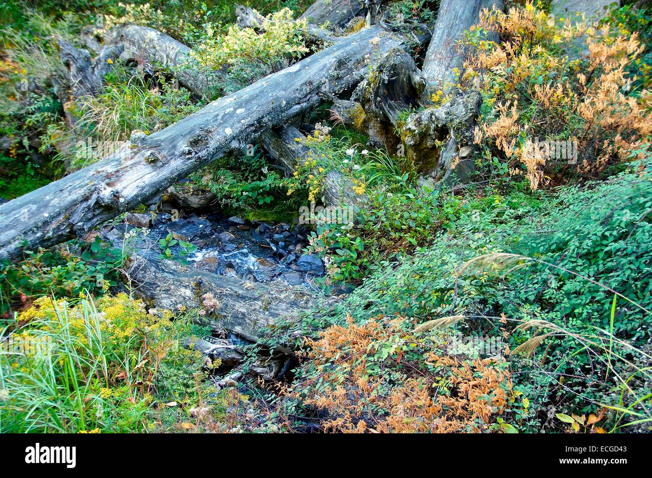Dense forests close up in Taiwan Stock Photo - Alamy