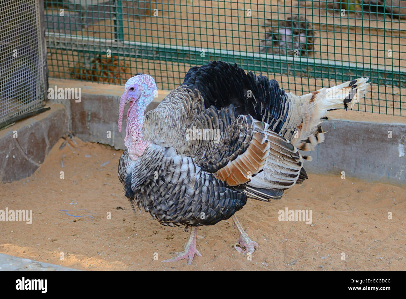 Turkey at Emirates Park Zoo in Abu Dhabi, UAE Stock Photo - Alamy