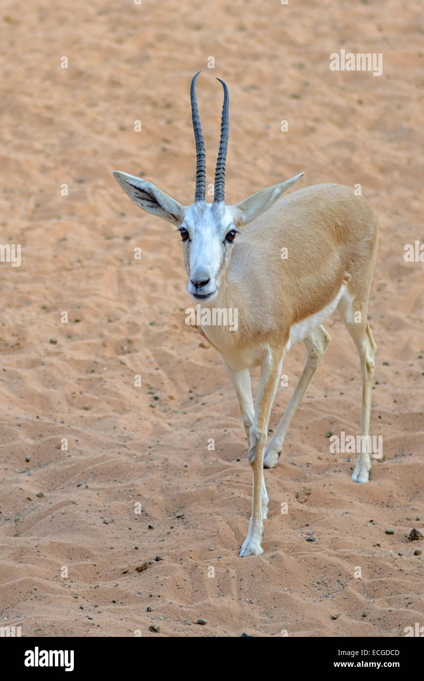 Buck at Emirates Park Zoo in Abu Dhabi, UAE Stock Photo - Alamy