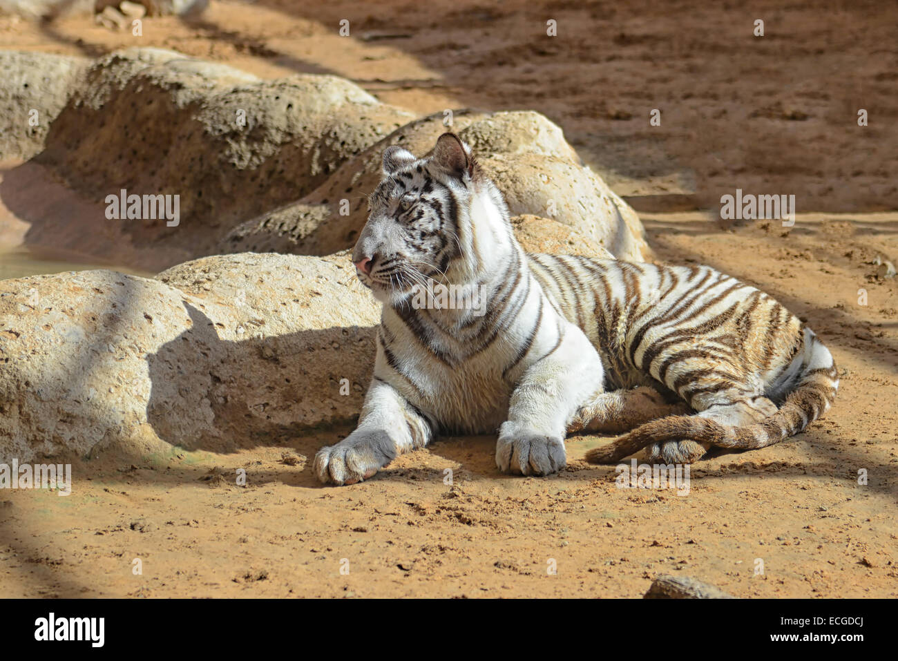 Siberian White Tiger at Emirates Park Zoo in Abu Dhabi, UAE Stock Photo ...