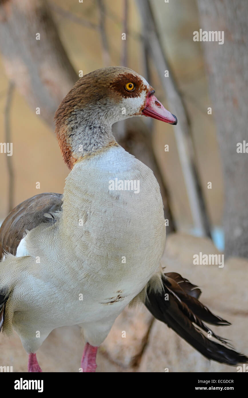 Goose at Emirates Park Zoo in Abu Dhabi, UAE Stock Photo - Alamy