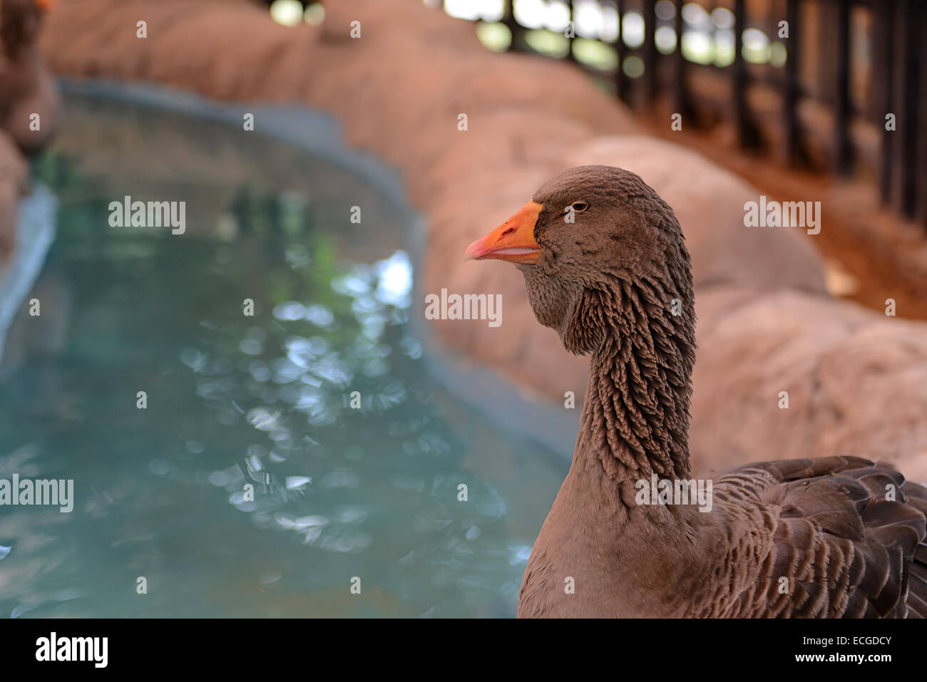 Goose at Emirates Park Zoo in Abu Dhabi, UAE Stock Photo - Alamy