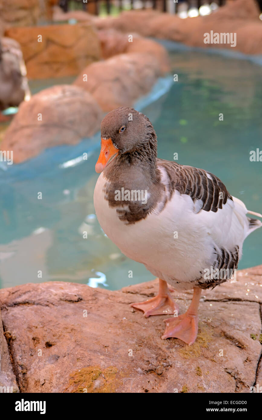 Goose at Emirates Park Zoo in Abu Dhabi, UAE Stock Photo - Alamy