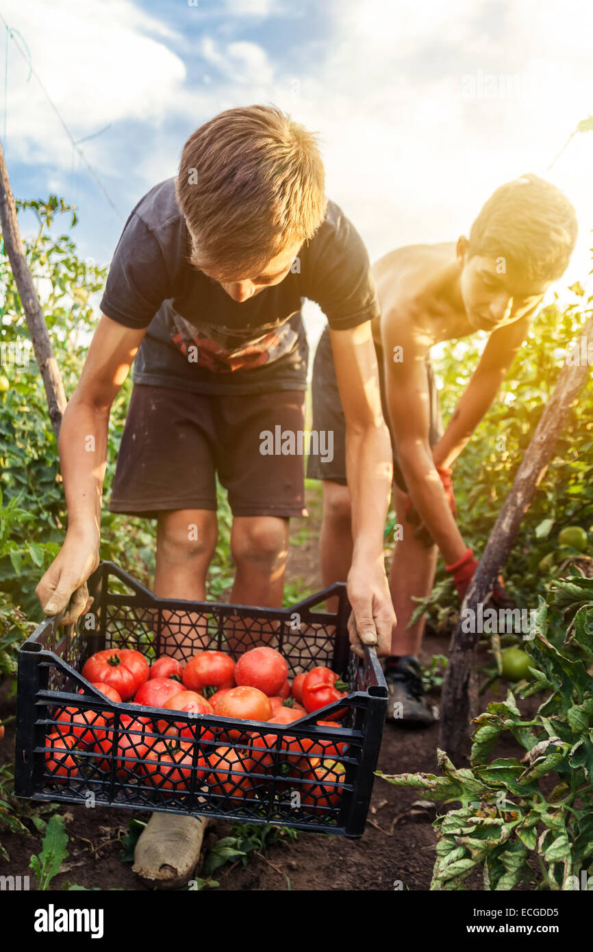 Picking tomatoes hi-res stock photography and images - Alamy
