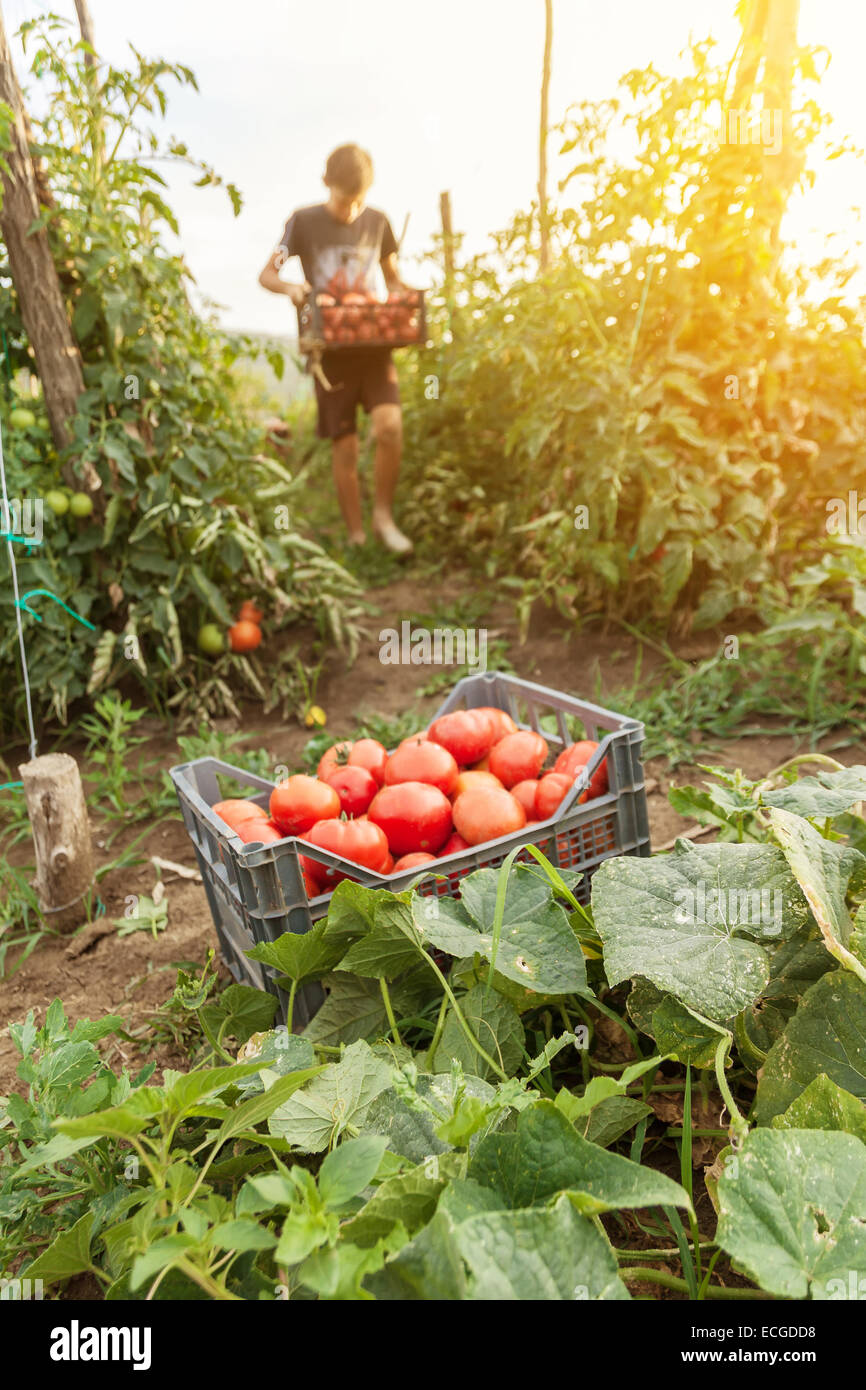 Harvesting box full fresh pucked hi-res stock photography and images ...