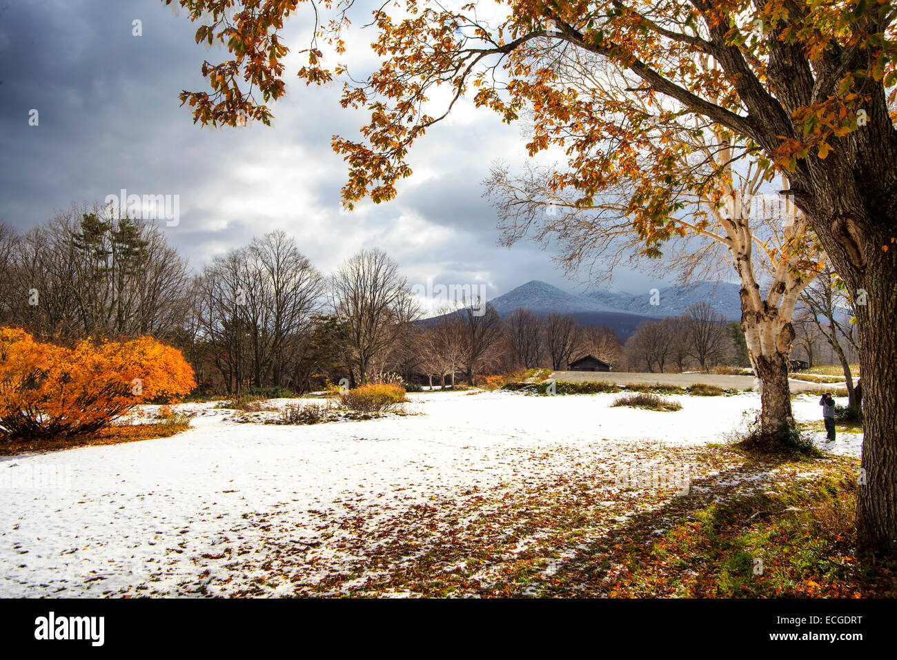 beautiful maple with maple for adv or others purpose use Stock Photo ...