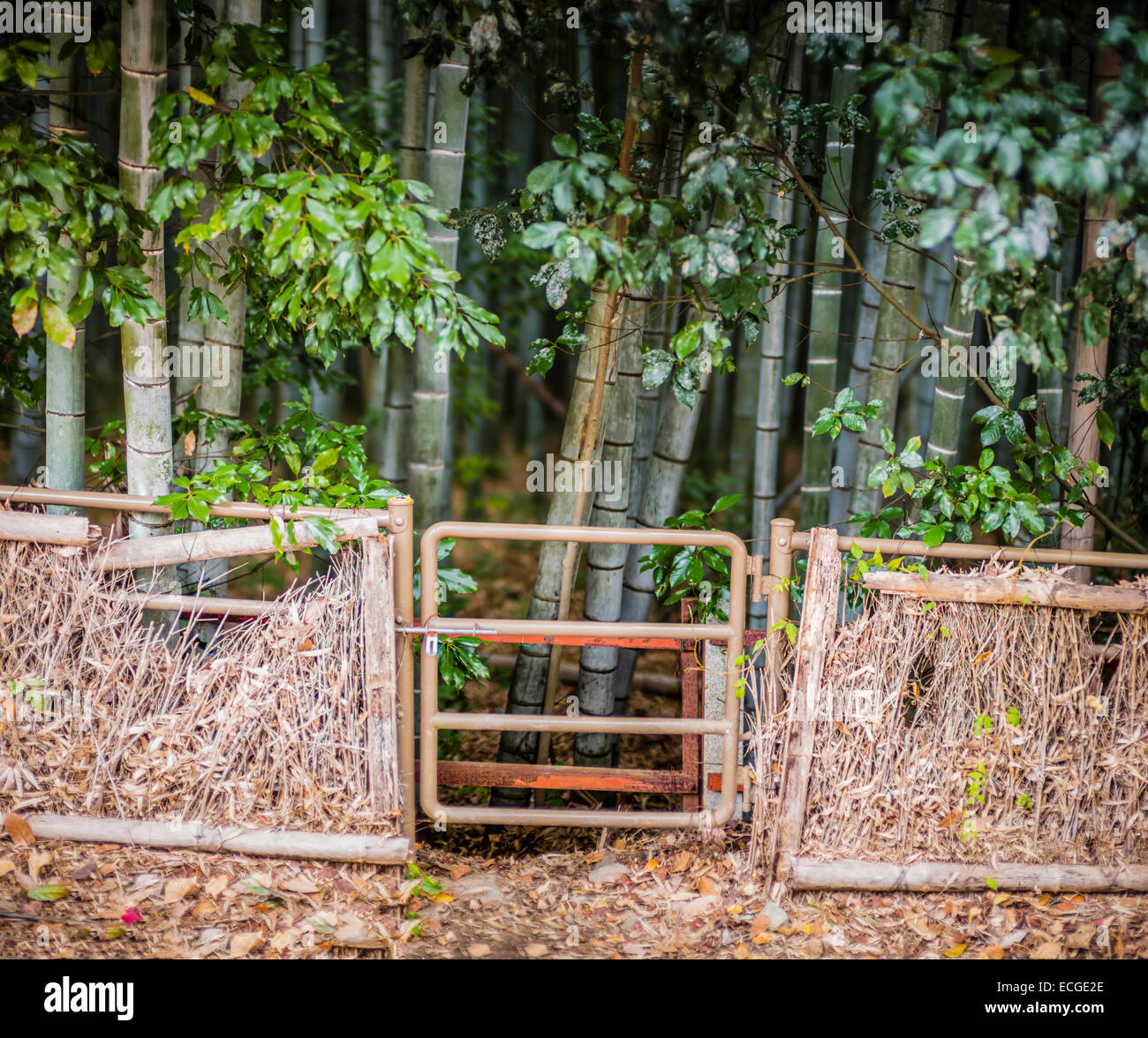Bamboo gate hi-res stock photography and images - Alamy