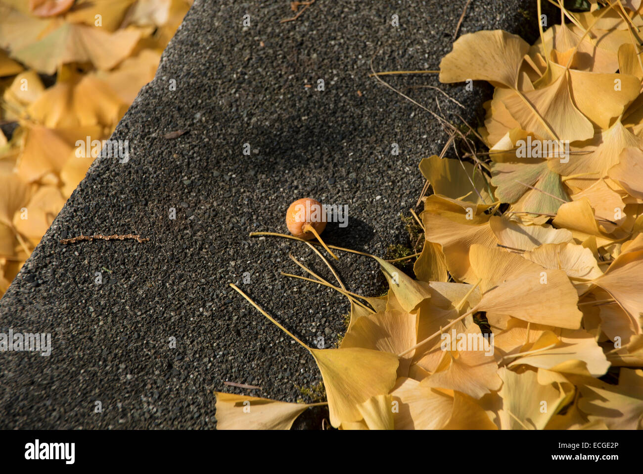 Fallen Japanese Ginkgo leaves in Japan Stock Photo - Alamy