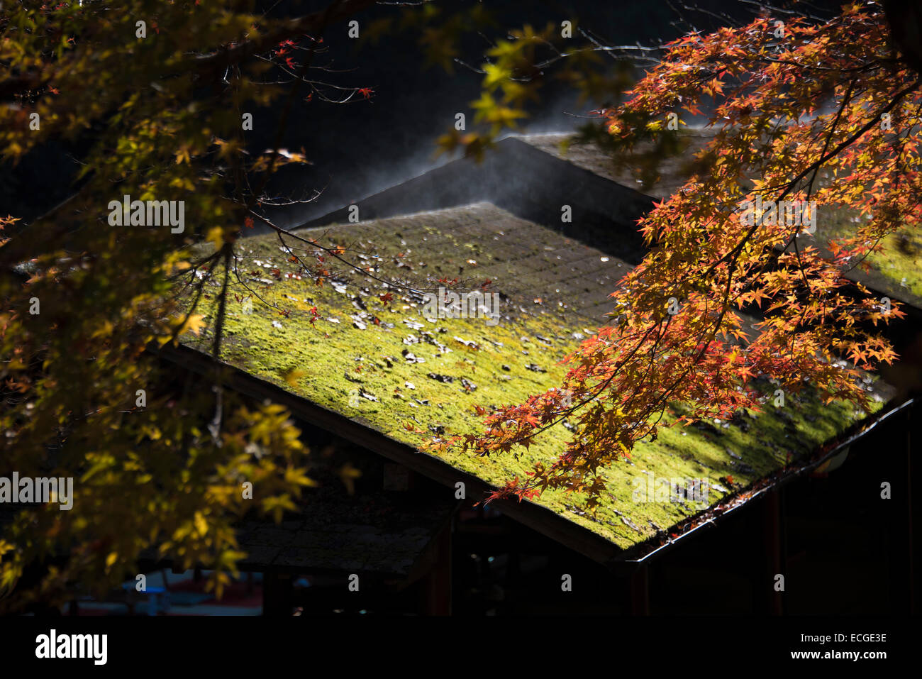 Autumn colour of japanese maples mist hi-res stock photography and ...