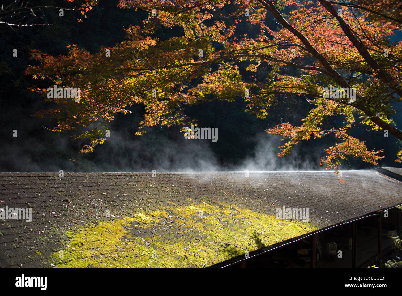 Autumn colour of japanese maples mist hi-res stock photography and ...