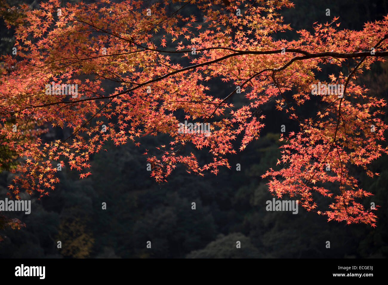 Autumn colour of japanese maples mist hi-res stock photography and ...