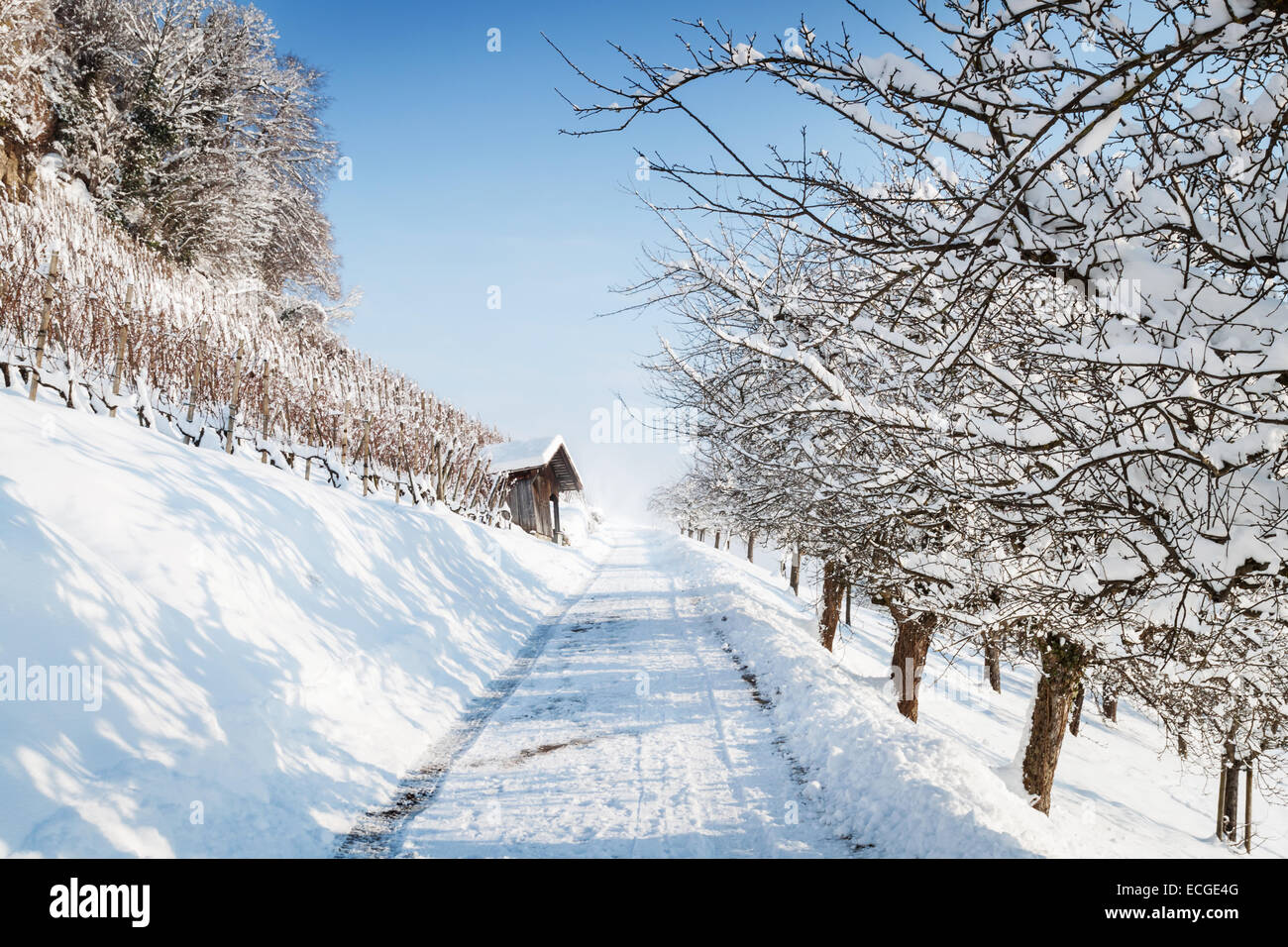 wonderful snow covered footpath in winter season Stock Photo - Alamy