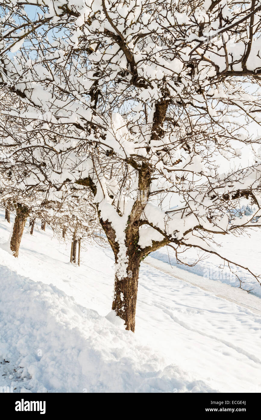 snow covered apple tree in winter time Stock Photo - Alamy