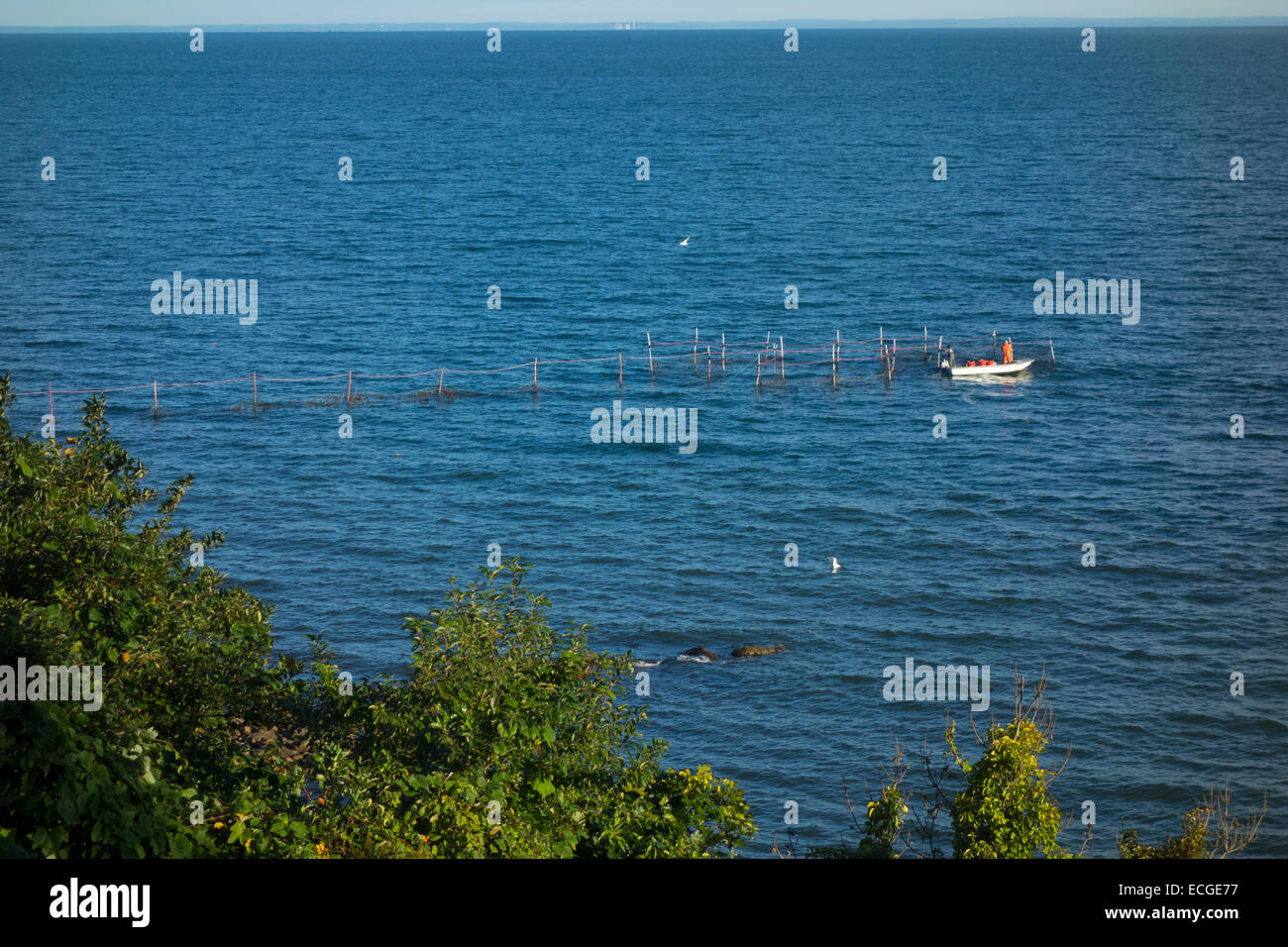 fishing nets in fort pond bay in Montauk long island Stock Photo - Alamy
