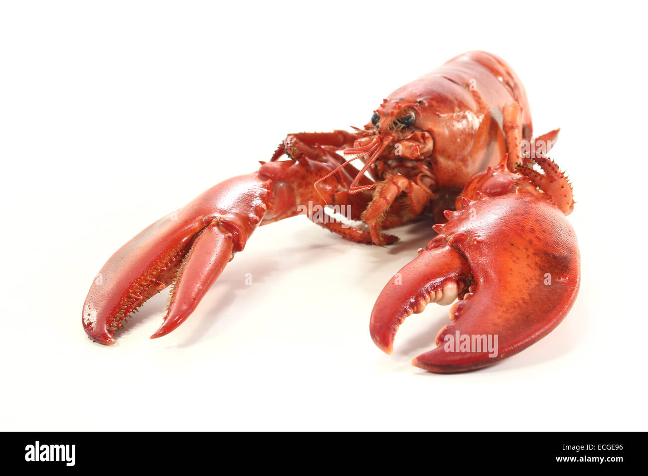 freshly cooked red lobster on a bright background Stock Photo - Alamy