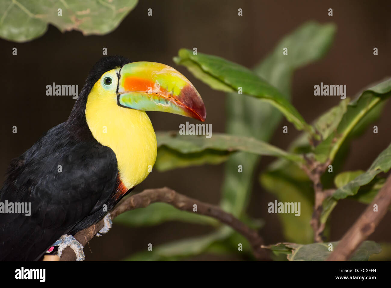 Toucan habitat hi-res stock photography and images - Alamy