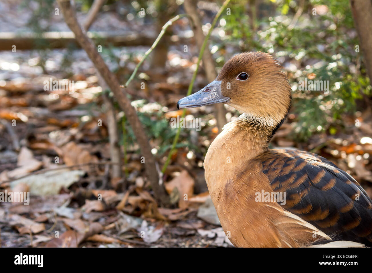Fulvous tree duck hi-res stock photography and images - Alamy