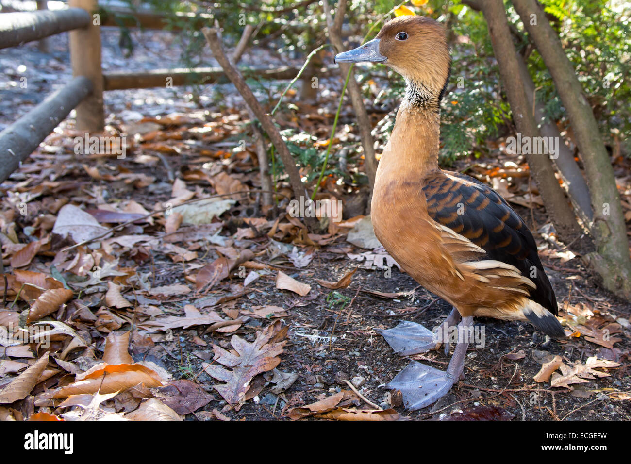 Fulvous tree duck hi-res stock photography and images - Alamy