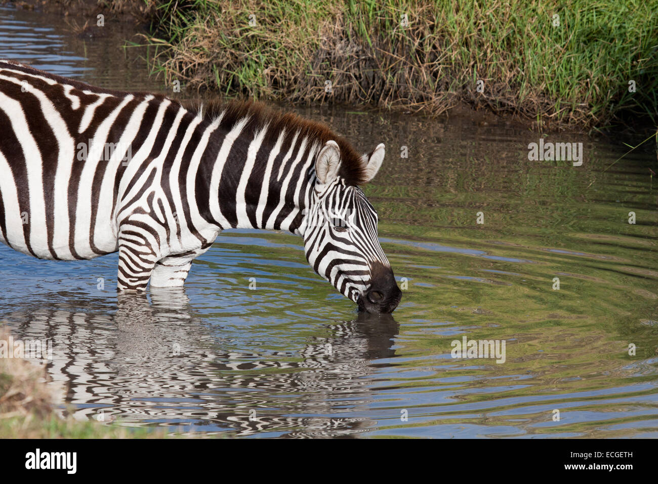 Zebra drinking hi-res stock photography and images - Alamy