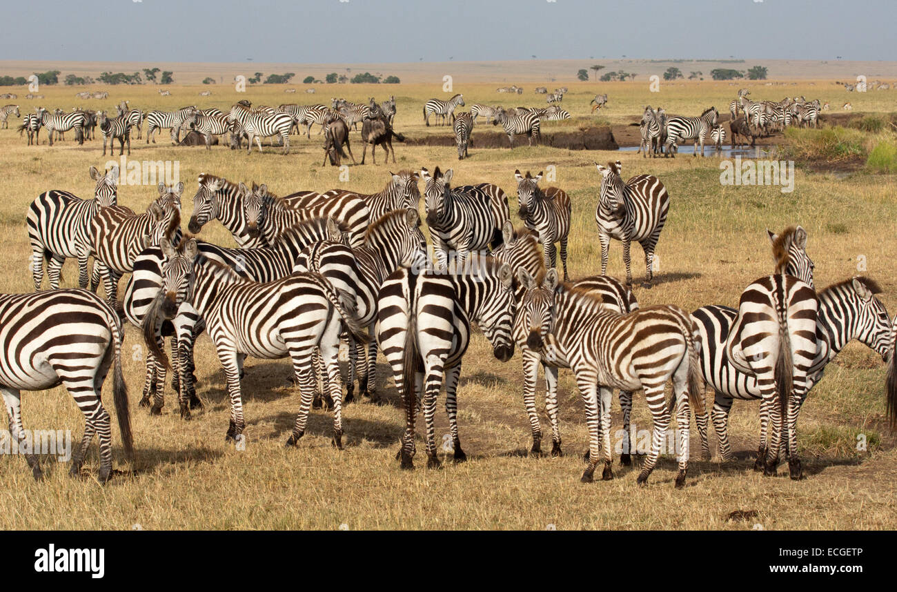 Zebra migration hi-res stock photography and images - Alamy