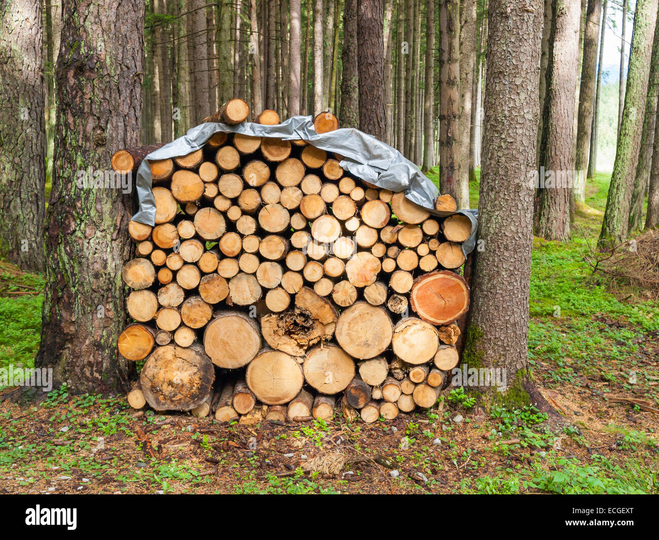 Stacked felled trees hi-res stock photography and images - Alamy