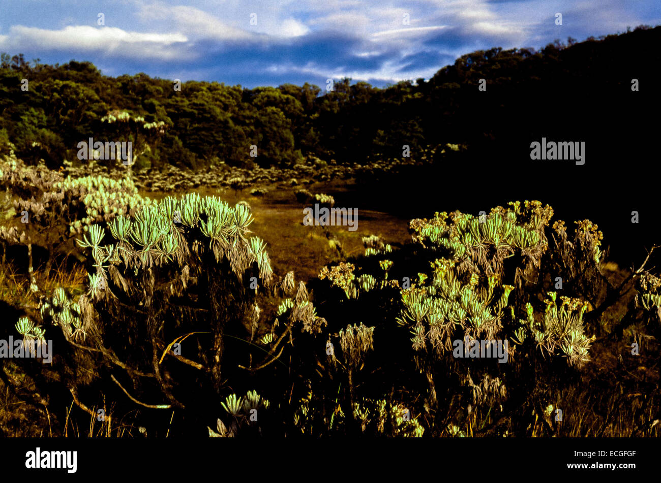 Javanese edelweiss (Anaphalis javanica) in Mandalawangi meadow, Mount ...