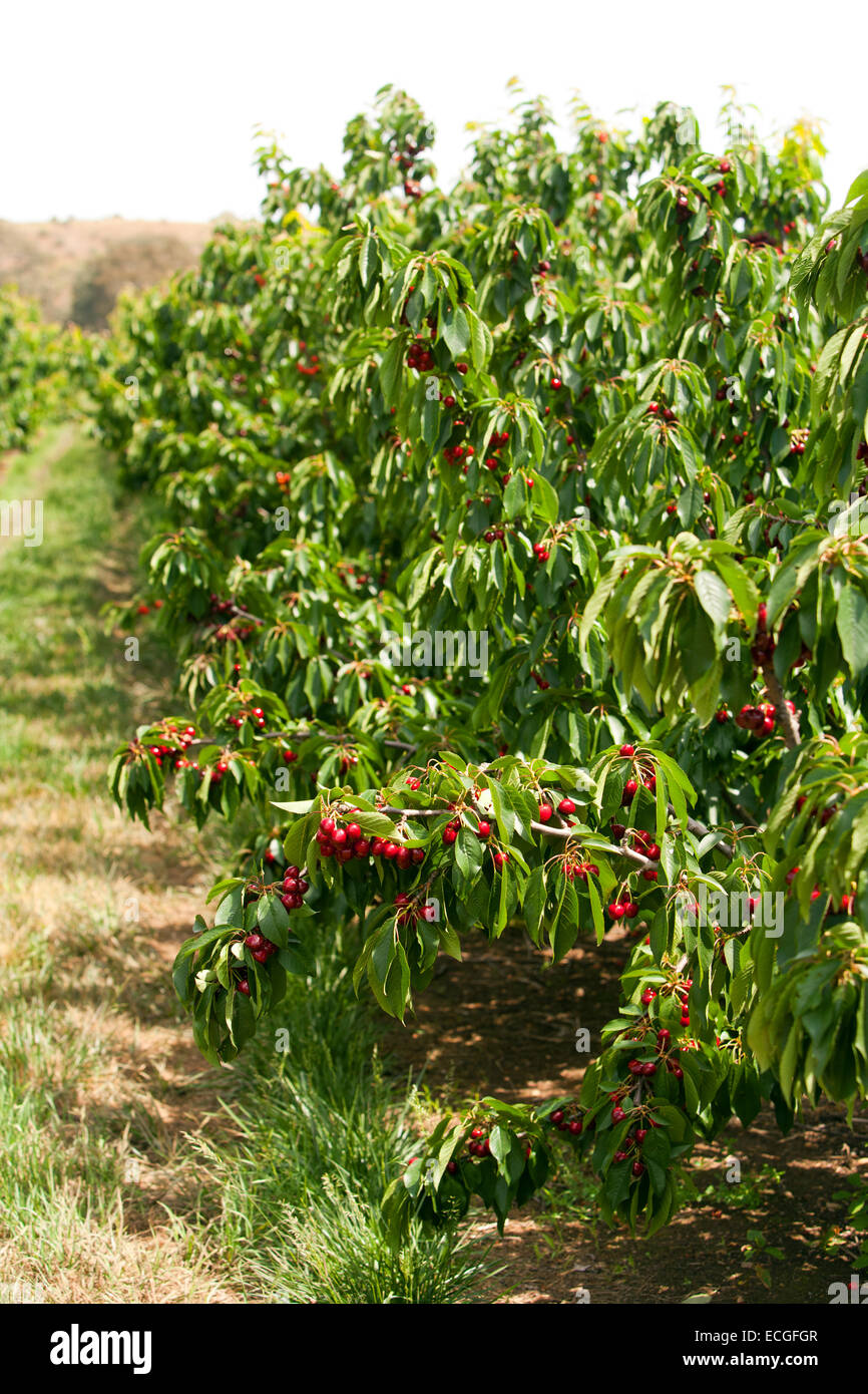 Cherries orchard tree hi-res stock photography and images - Alamy