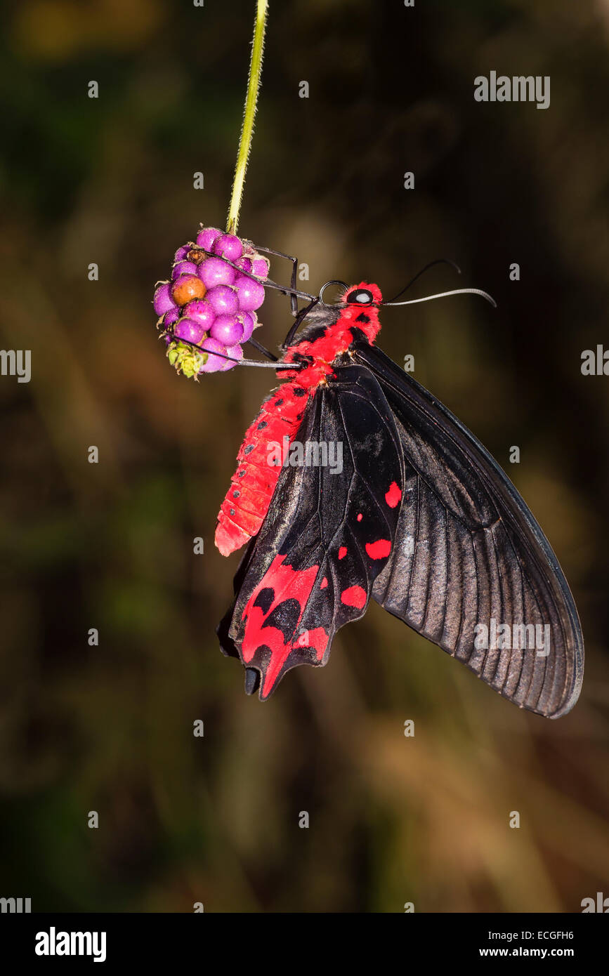 Pink rose butterfly hi-res stock photography and images - Alamy