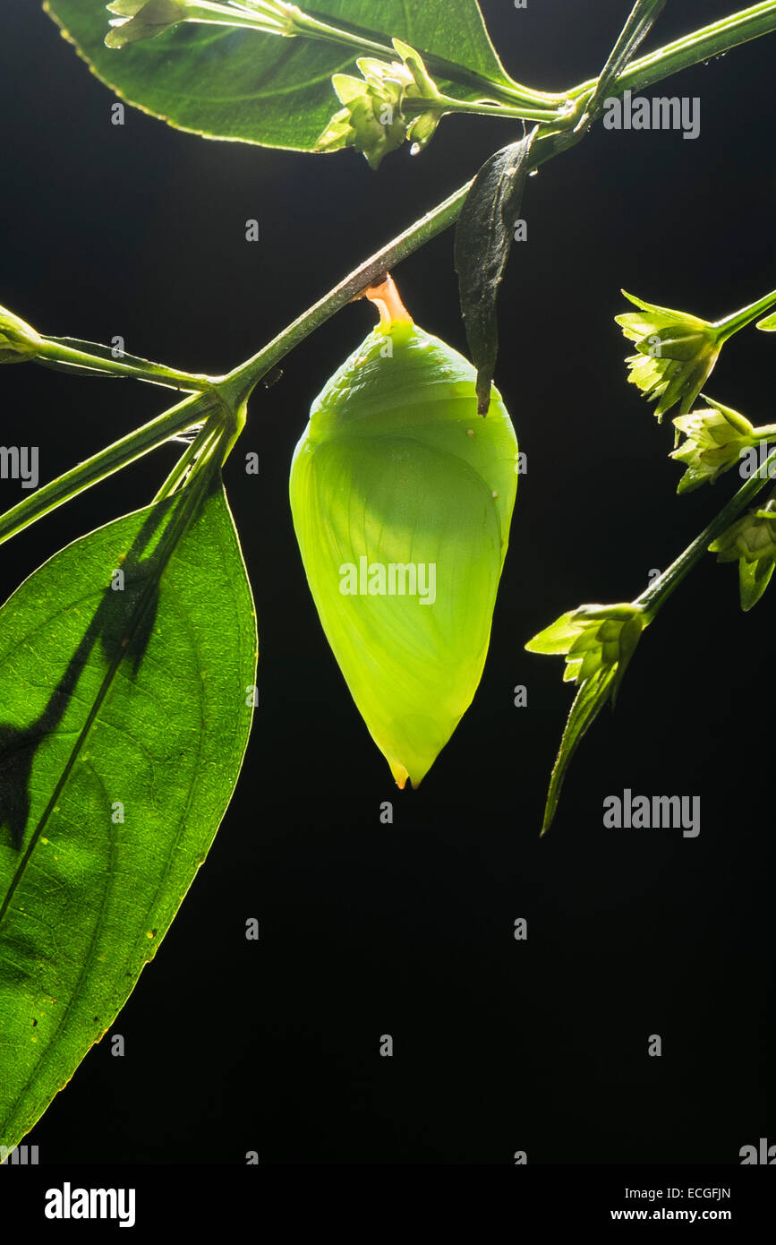 Blue morpho butterfly chrysalis hi-res stock photography and images - Alamy